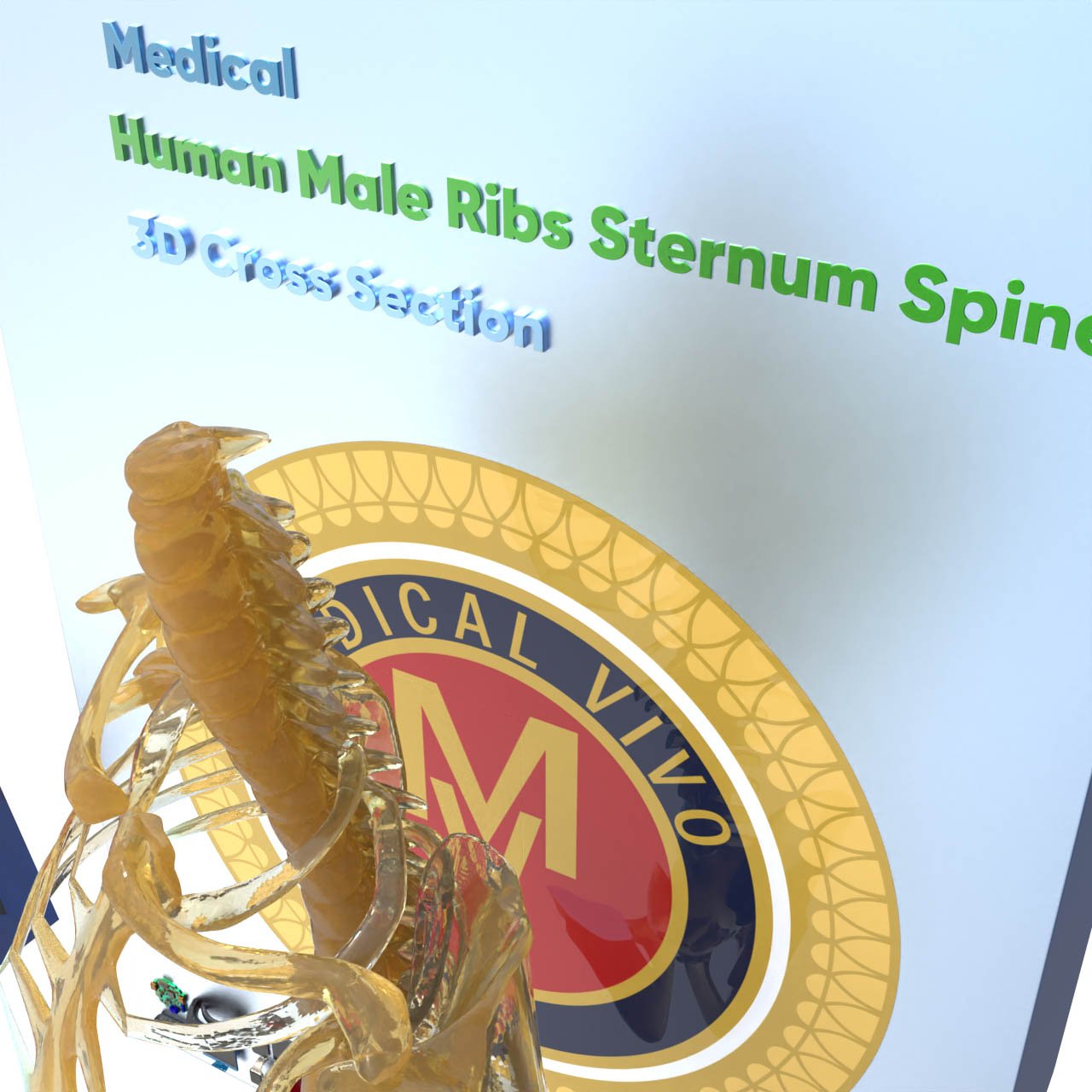 MV Human Male Ribs Sternum Spine Medical Skeletal 3D Cross Section - 2D ...