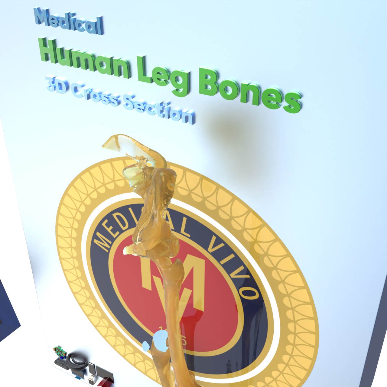MV Human Leg Bones Medical Skeletal 3D Cross Section - 2D 3D Resources