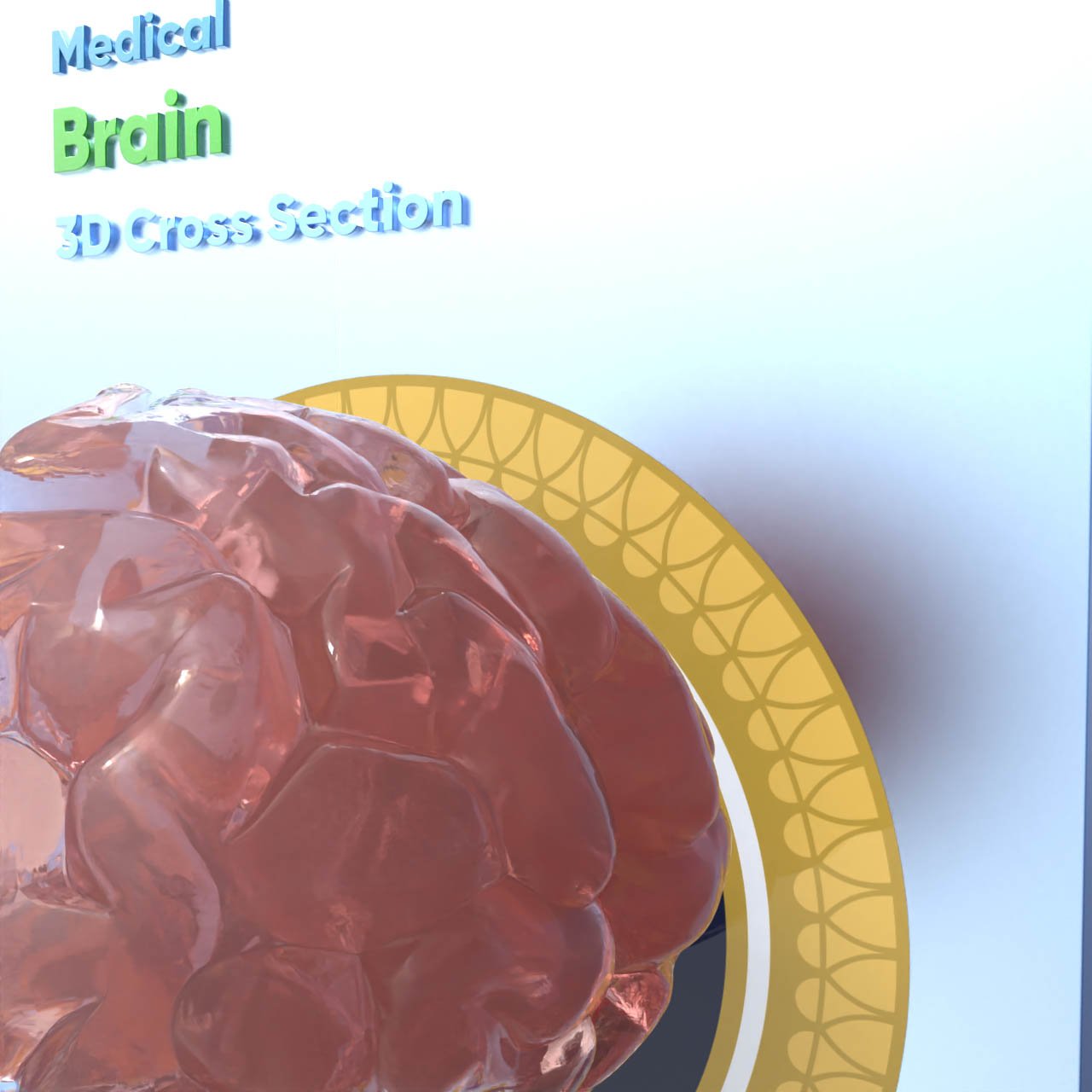 MV Brain Medical Nervous 3D Cross Section - 2D 3D Resources