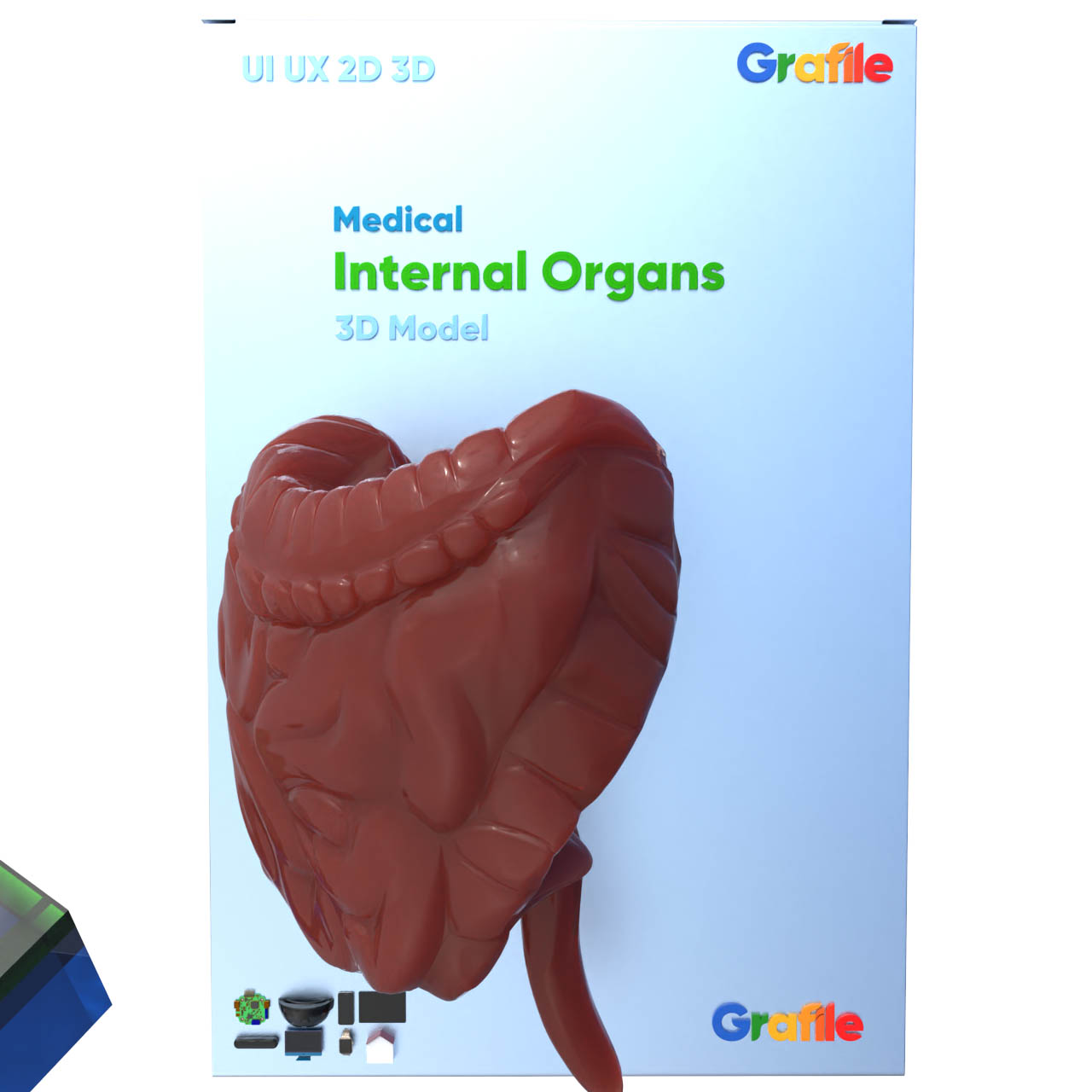MV Internal Organs Medical Digestive 3D Model - 2D 3D Resources