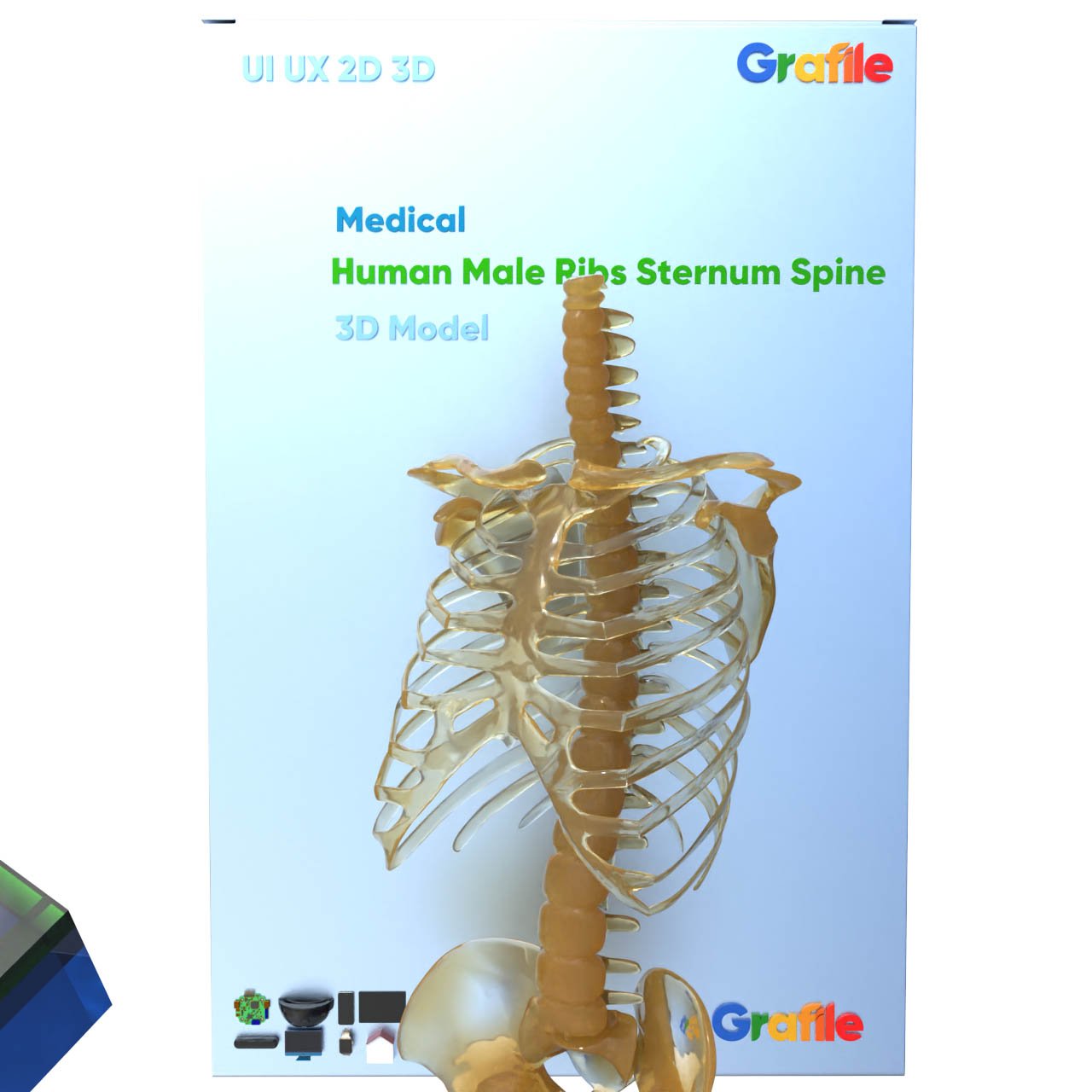 MV Human Male Ribs Sternum Spine Medical Skeletal 3D Model - 2D 3D ...