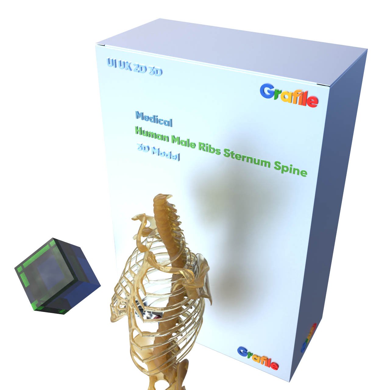 MV Human Male Ribs Sternum Spine Medical Skeletal 3D Model - 2D 3D ...