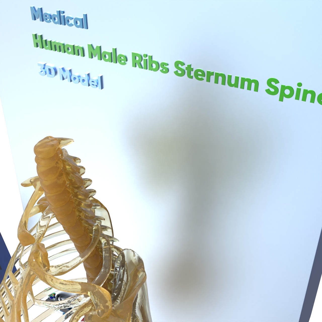 MV Human Male Ribs Sternum Spine Medical Skeletal 3D Model - 2D 3D ...