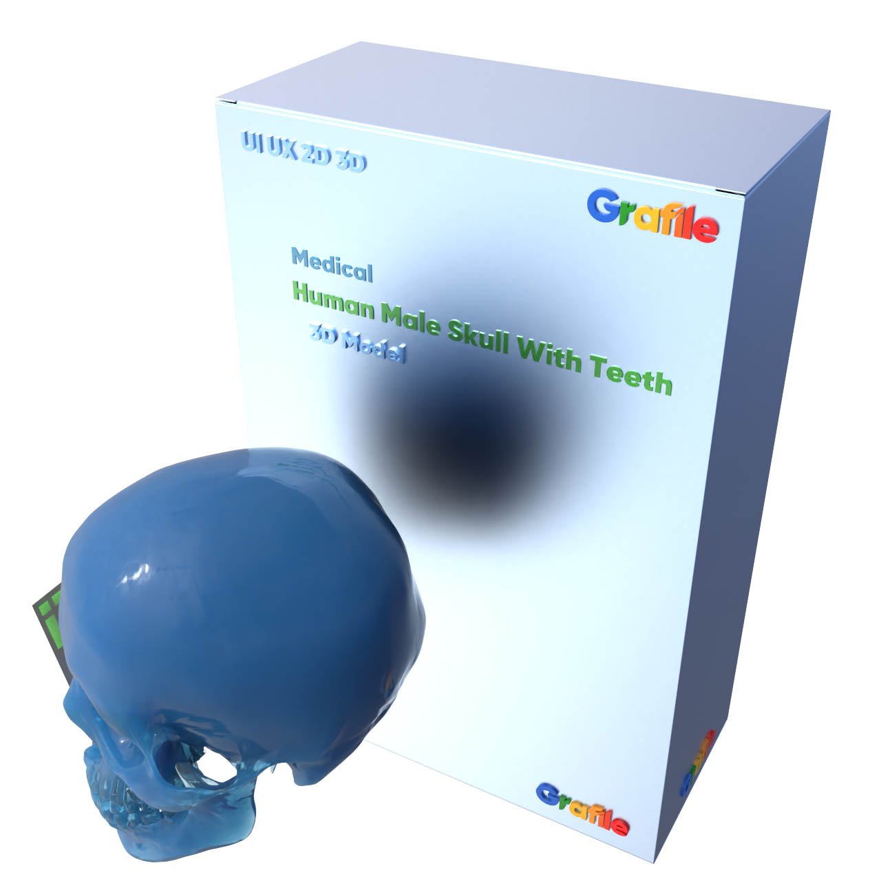 MV Human Male Skull With Teeth Medical Skeletal 3D Model - 2D 3D Resources